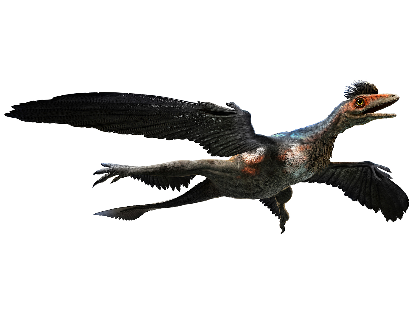 Microraptor Ate Mammals But Was Not A Dinosaur The Institute For